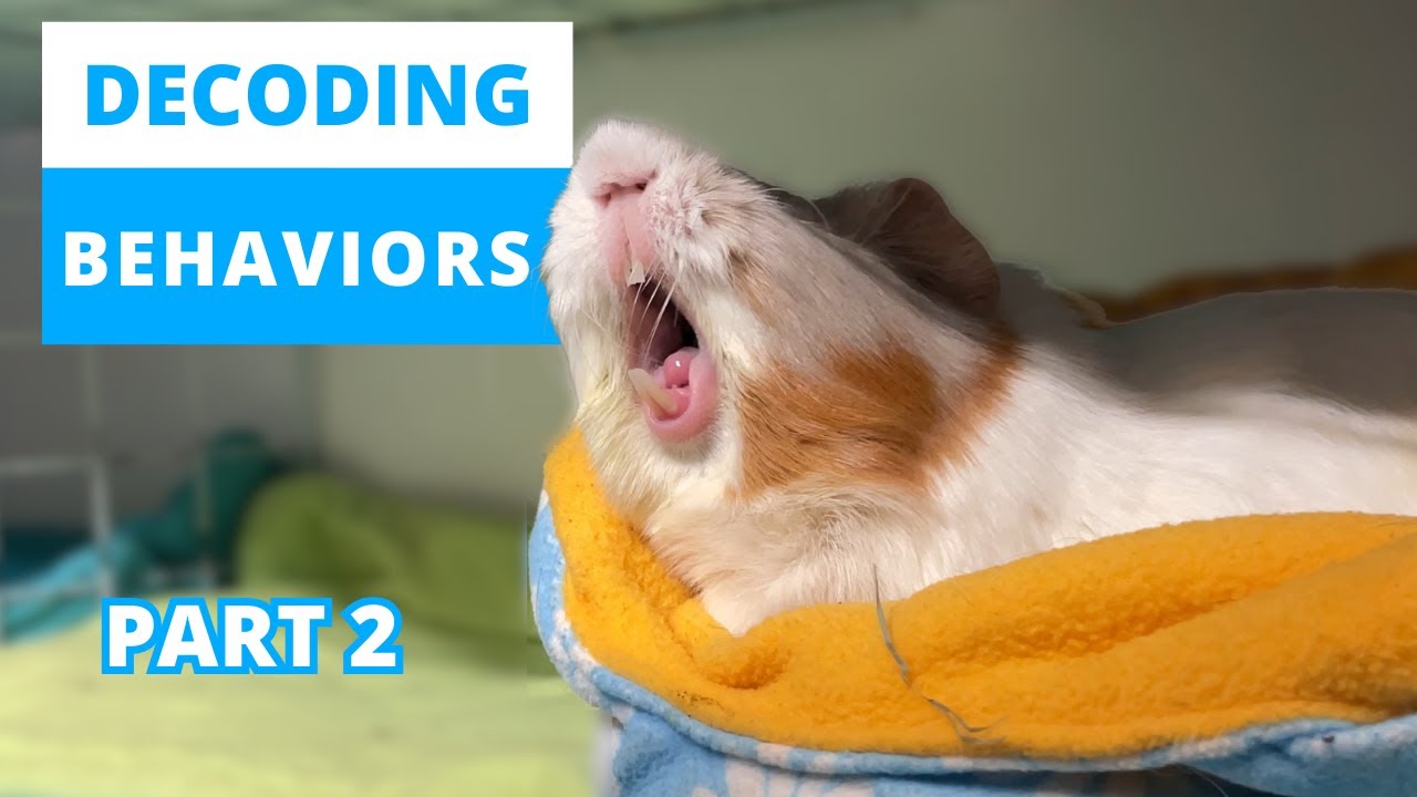 Guinea Pig Body Language 101: Decode Your Piggy's Signals - Part 2 ...