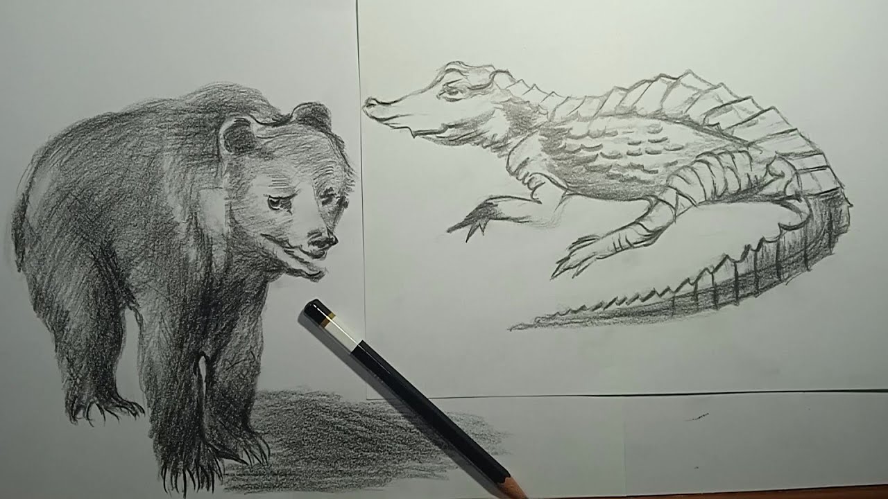 Astuces pour dessiner des animaux facilement/ quelques animaux sauvages ...
