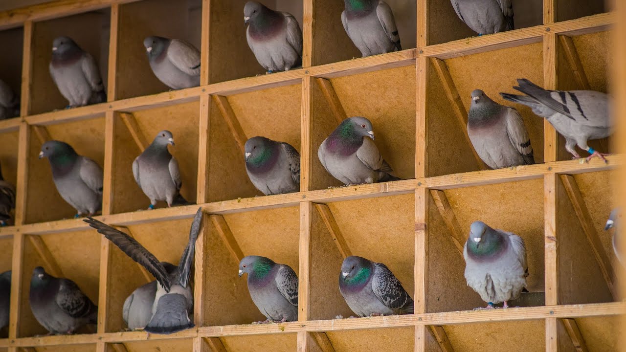 ОГЛЯД ГОЛУБІВ.#pigeon #birds #golebie## - YouTube