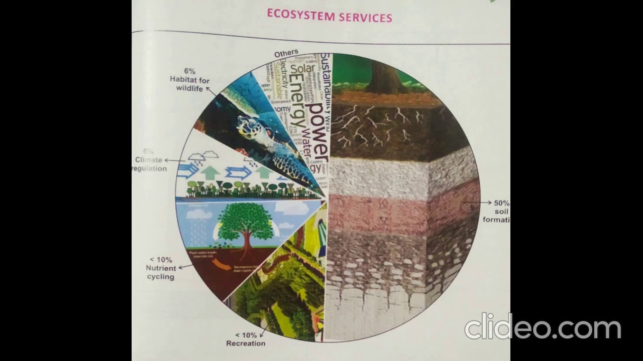 BIOLOGY Class 12th - ECOLOGY / Important Diagrams / NEET - YouTube