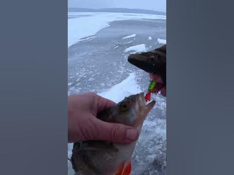 ОКУНЯРА НА БАЛАНСИР ЛАКИ ДЖОН! ПОКЛЕВКА НА ПОКАЧИВАНИЕ! - YouTube
