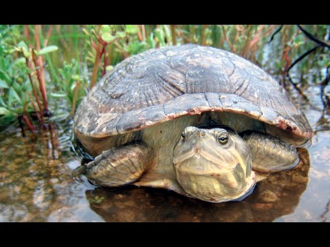Help Save The Hicatee Turtle - YouTube