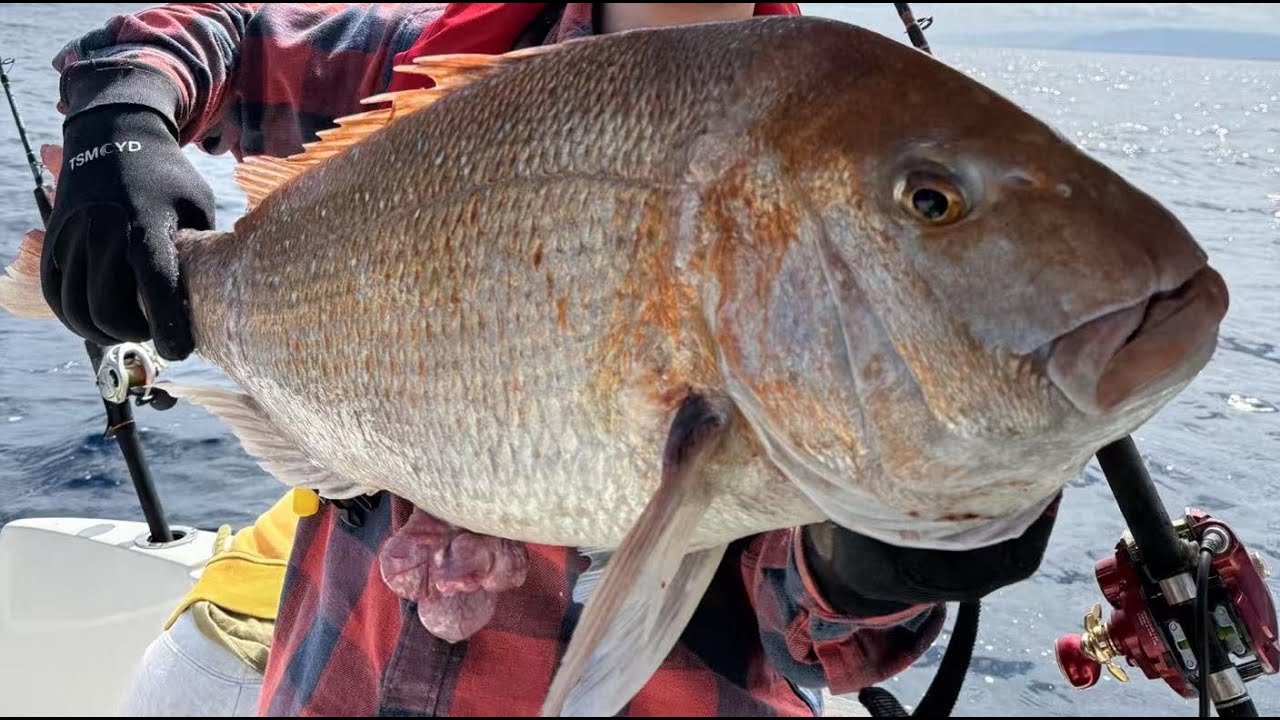 Fishing in Wellington | Massive Snapper | New Zealand | Vlog 2 | 2025 ...