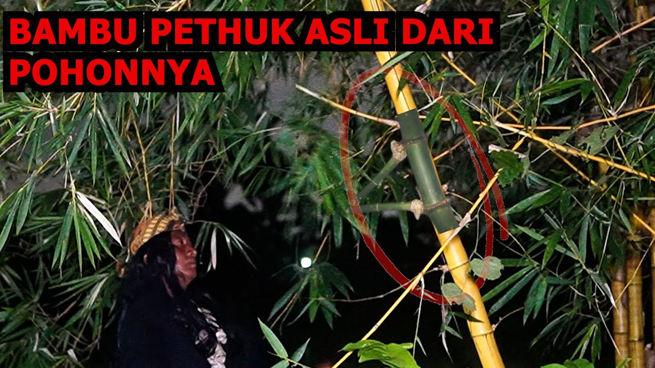 BAMBU PETHUK ASLI LANGSUNG DARI POHONNYA - YouTube