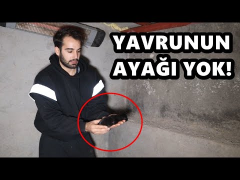 YAVRU KÖPEĞİMİZİN AYAĞI YOK - ANNESİ YEMİŞ!