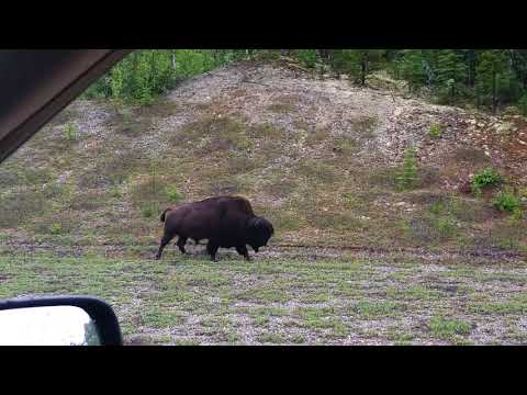 Awesome Wild Buffalo Bison along the Alaska Highway, Yukon Territory, Canada