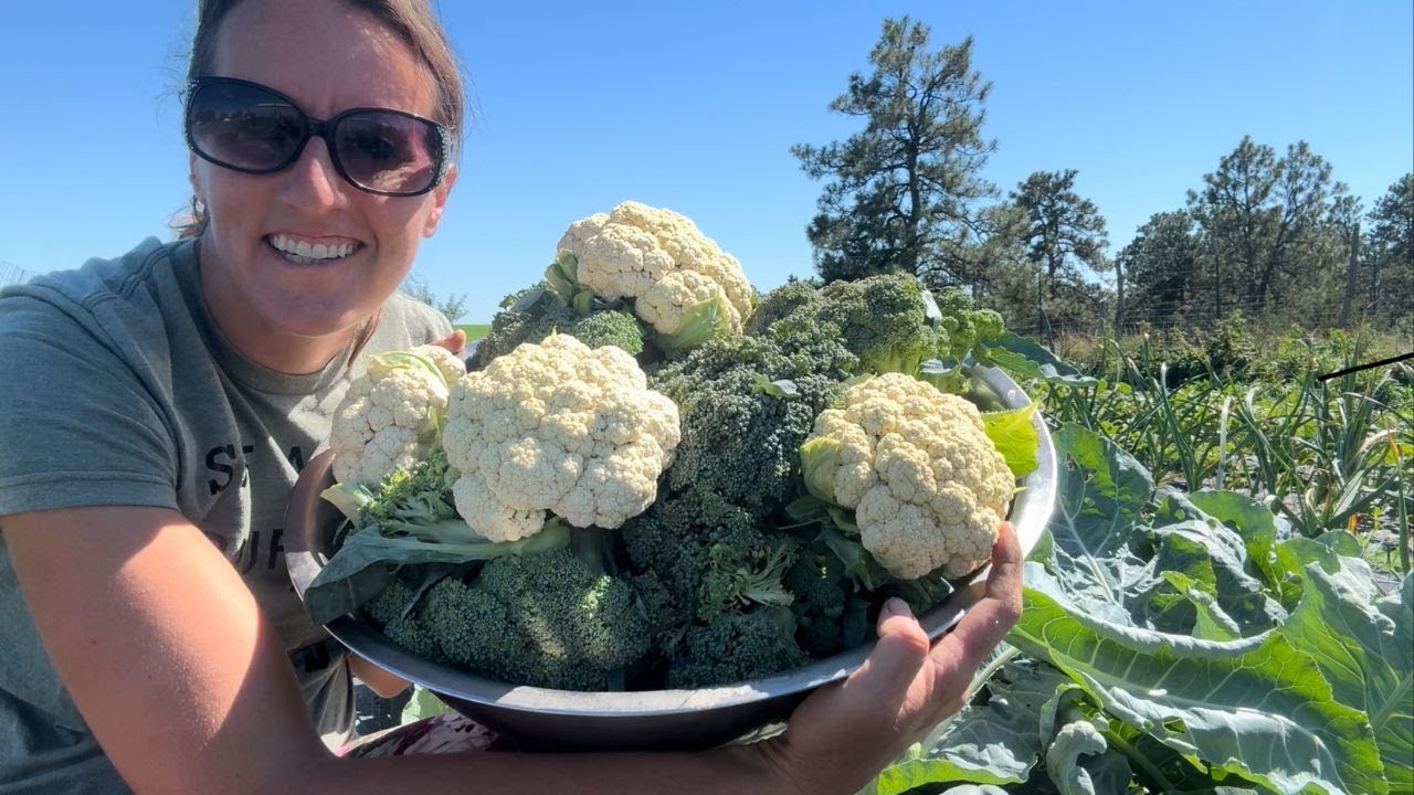 How To Grow Broccoli And Cauliflower || From Seed To Harvest || Large ...