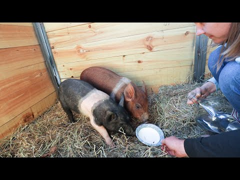 All was well, then our New Pigs Started Shivering - YouTube