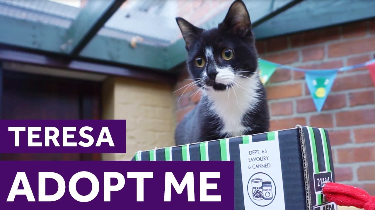 Adopt Teresa | Cats | The Mayhew - YouTube