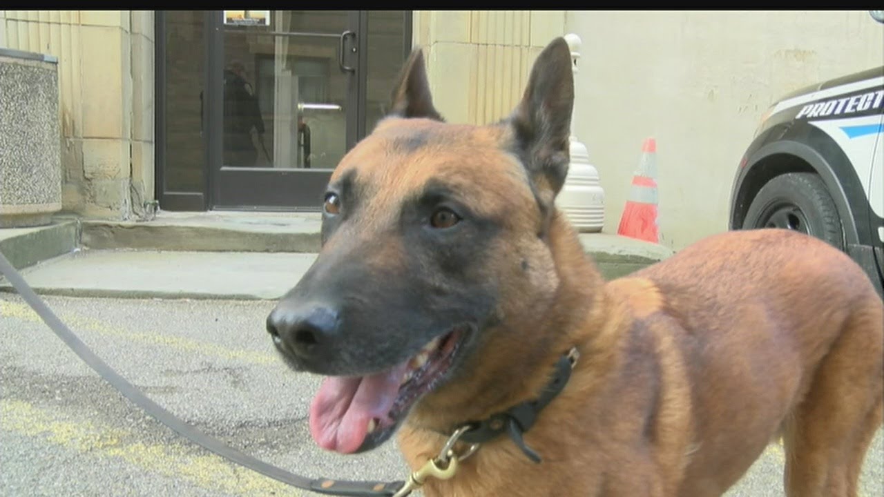 Retired East Liverpool police dog gets donated prosthetic leg after ...