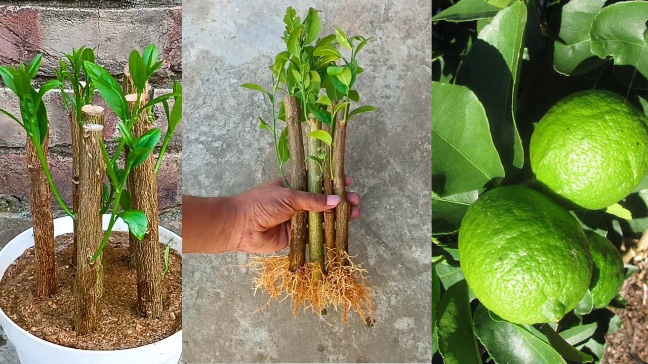 Step-by-Step Guide: Lemon Tree Cutting Propagation - YouTube
