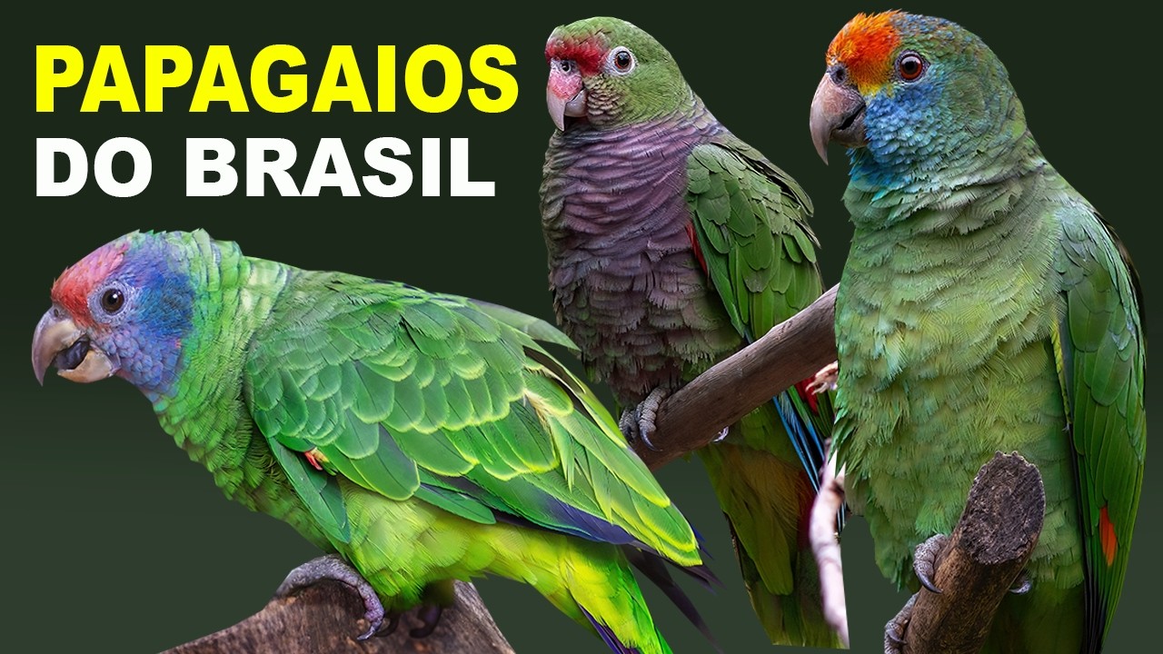 PAPAGAIOS do BRASIL | ESPÉCIES de PAPAGAIOS QUE EXISTEM NO BRASIL ...