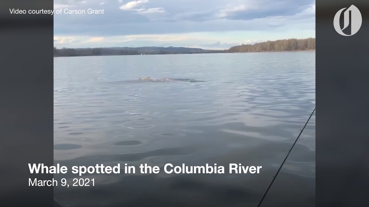 Whale spotted swimming in the Columbia River - YouTube