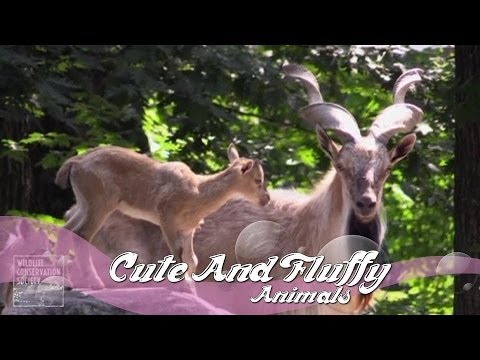 Bronx zoo shows off rare endangered goats - YouTube