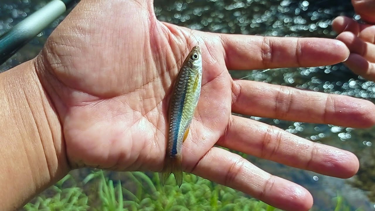 Micro Fish The Explorer Return - Sahabat Mancing Tanago Trip - YouTube
