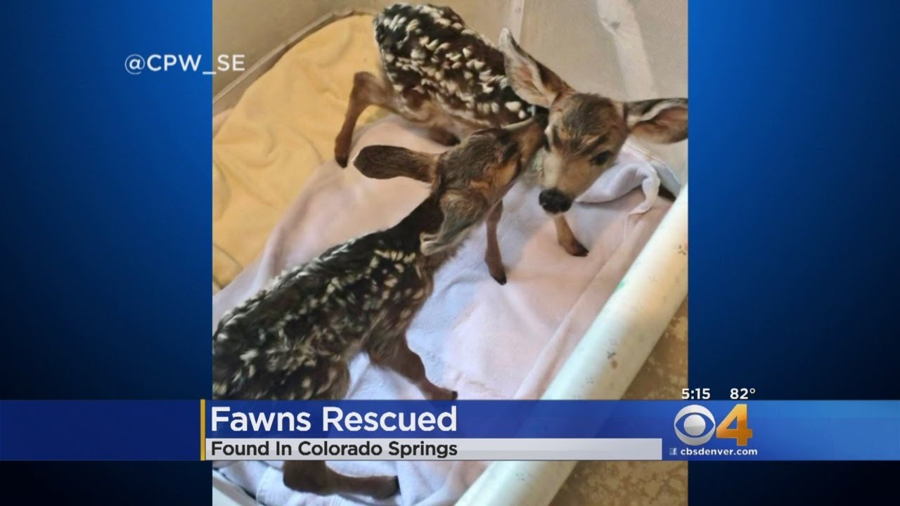 Fawns Rescued After Mom Dies - YouTube