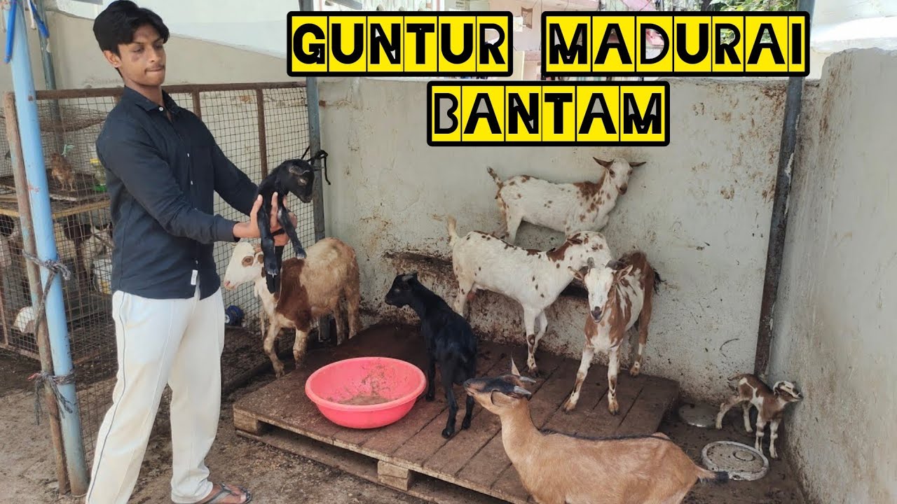Guntur menda madurai baby sheep short size bantam Goats available in ...