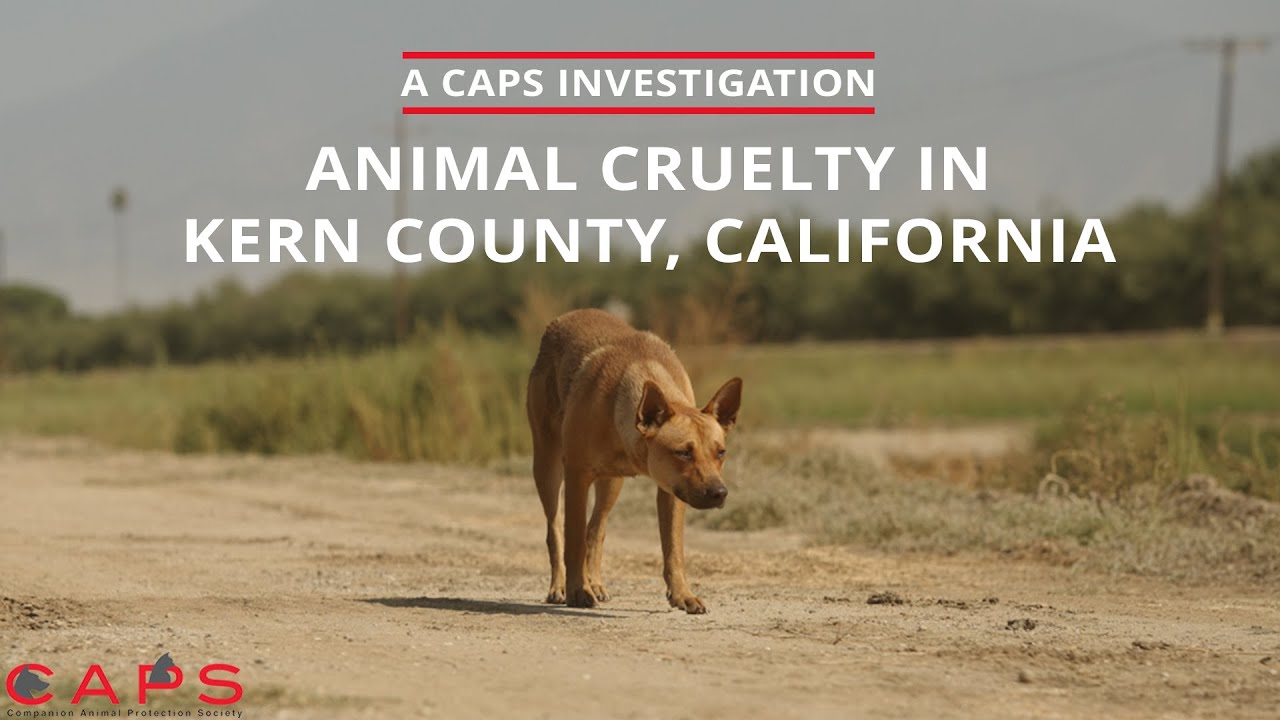 Kern County Animal Cruelty Documentary - YouTube