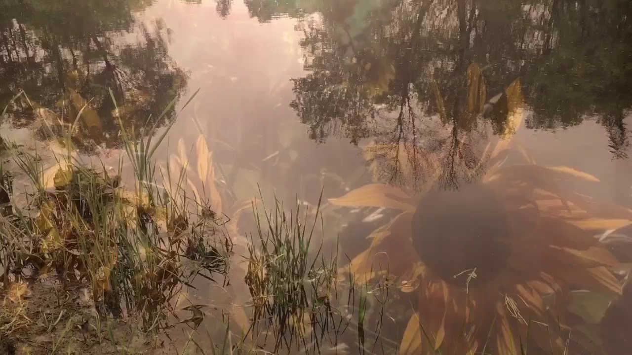 Autumn Scenes - YouTube