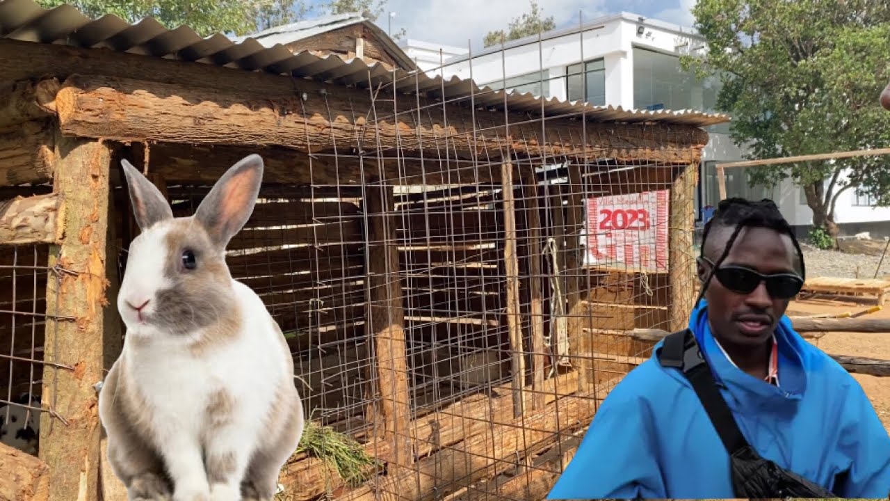 New NEW!! MARWA RABBIT 🐰 🐇 FARMING in NYabohanse Village ~ Kenya Africa ...