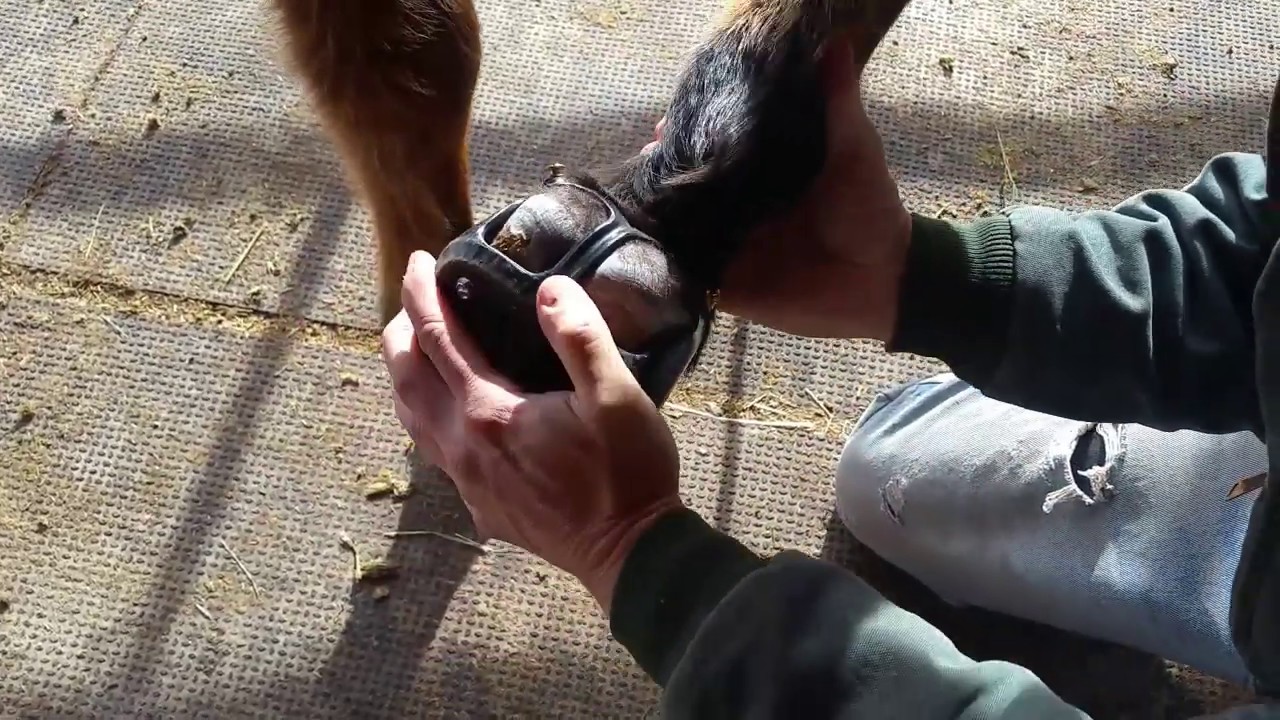 Heat Fitting Scoot Boot Heel Straps - YouTube