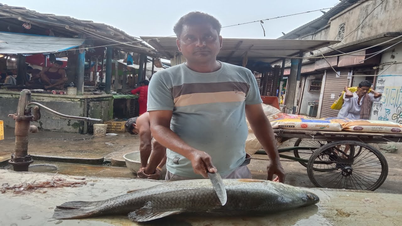 Bhetki fish Fillet cutting Process|Bhetki fish Fillet cutting Kolkata ...