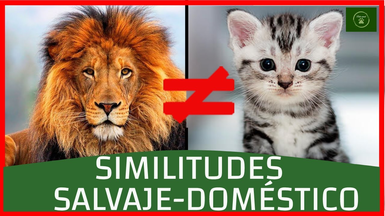 LA CONEXIÓN entre FELINOS SALVAJES y GATOS DOMÉSTICOS - YouTube