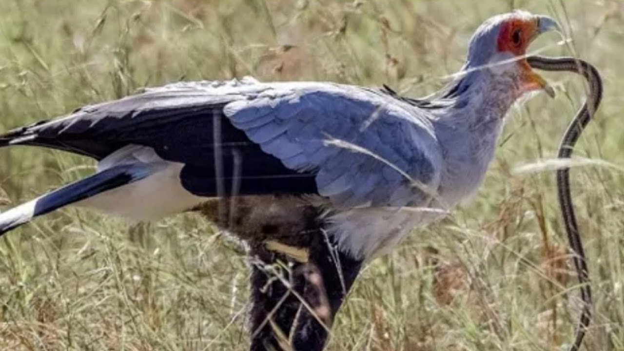 जहरीले साँपो को निगल जाता है ये पंछी । Mystery of sagittarius bird ...
