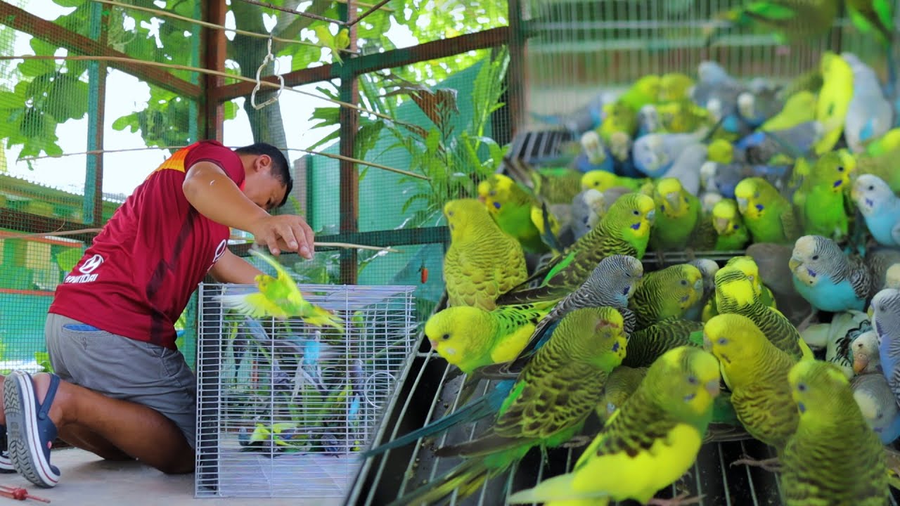 IT'S FINALLY HAPPENING! I Finally Transferred All my PARAKEET BIRDS to ...