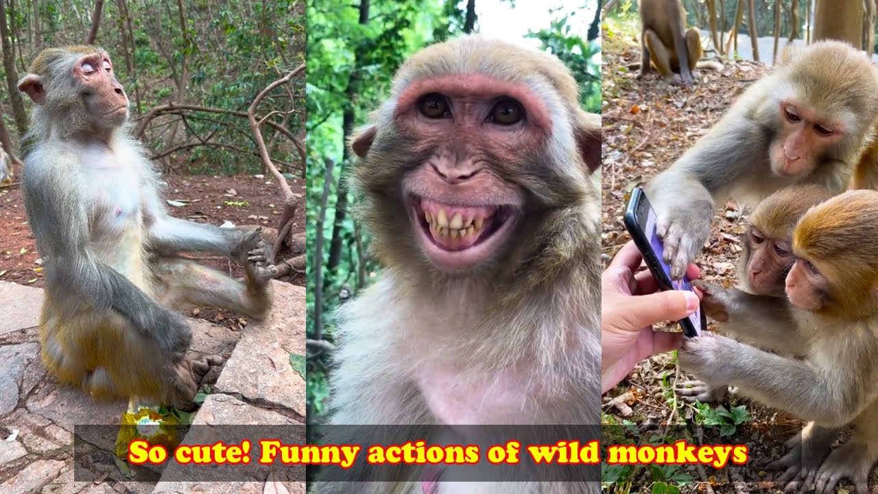 So cute! Funny actions of wild monkeys, they are so smart and funny 🤣 ...