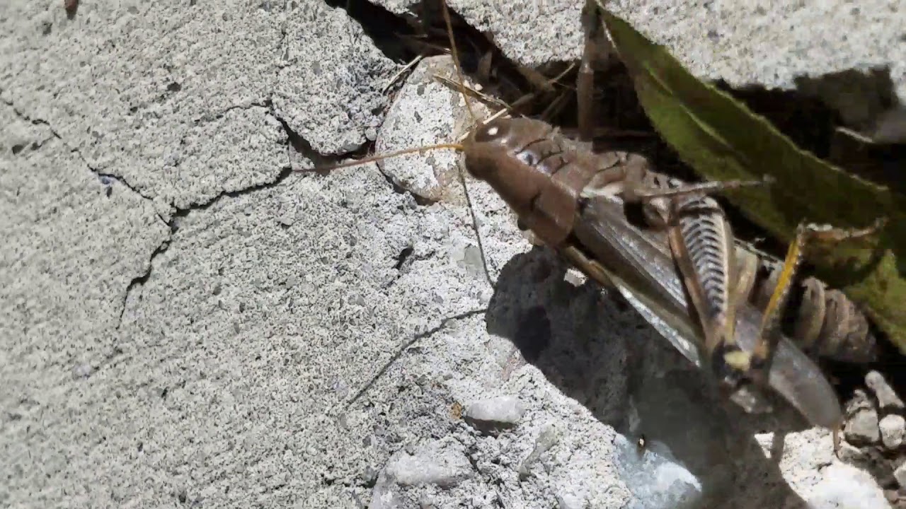 Grasshopper laying eggs - YouTube
