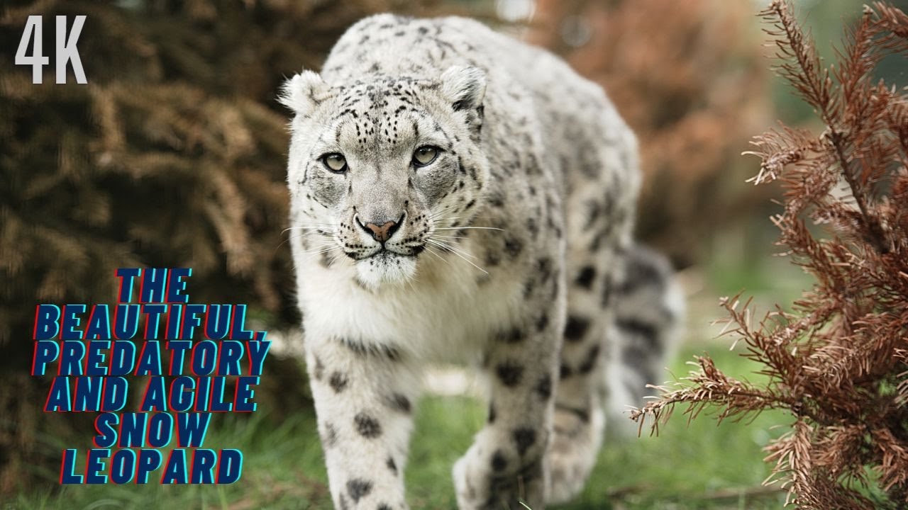 The beautiful, serious, agile and predatory snow leopard #2023viking ...