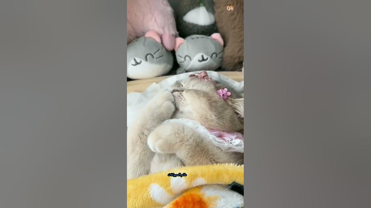 قطة تستعد للنوم 😻😍 A Cat Getting Ready For Bed🤩 ️🐱 Youtube