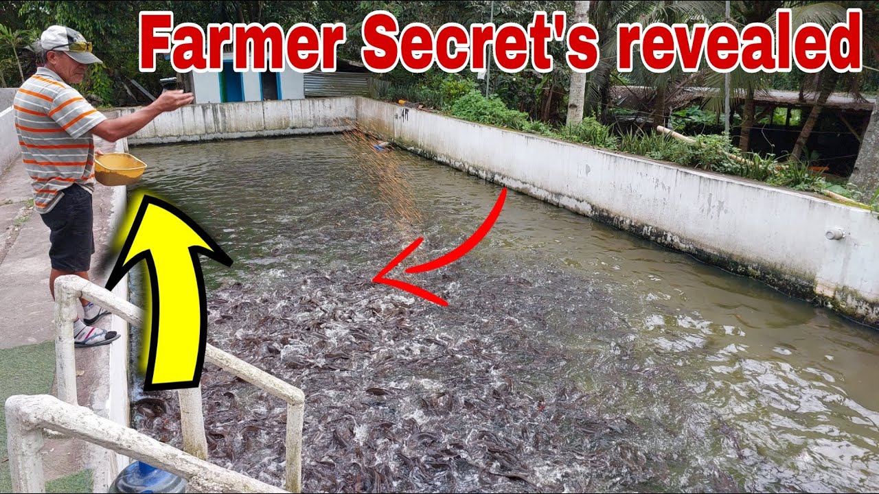 Farmer's Tips Para Mabilis Lumaki ang Hito sa Concrete Ponds - YouTube