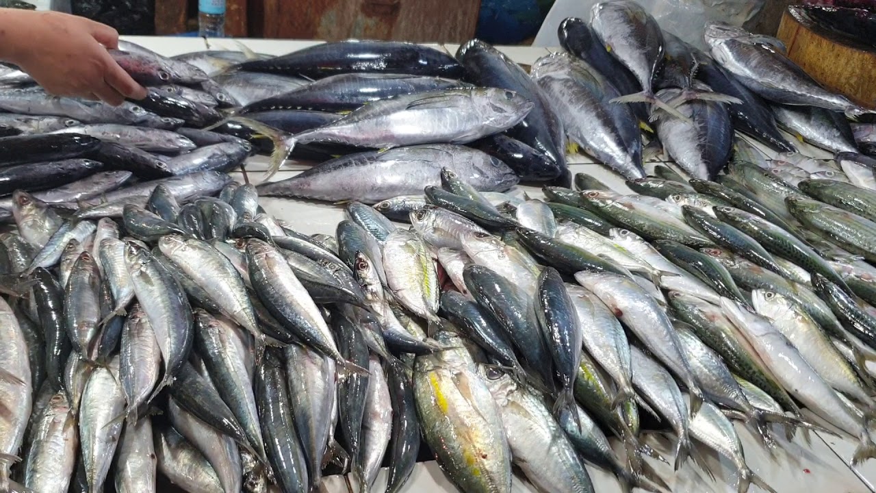 Fresh fish @Pasil Cebu wet market - YouTube