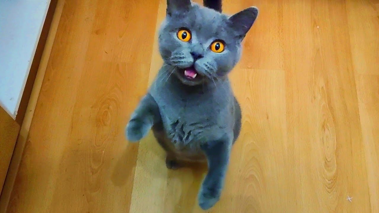 Hungry Cat Meowing - YouTube
