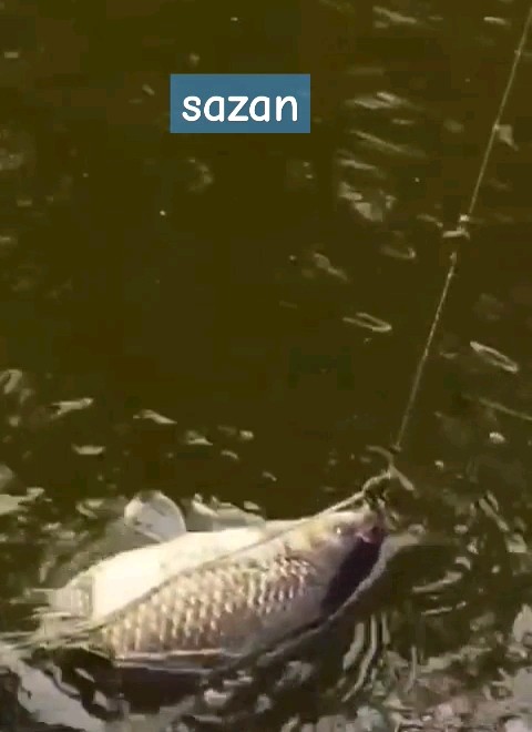 #fishing #2024 #carp #balık #fish #relaxing #riba #shorts #respect # ...