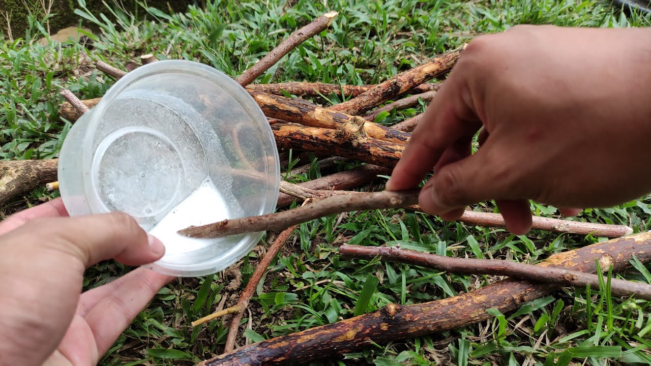 Cara mudah menggunakan perangsang akar pada stek bunga kertas ...