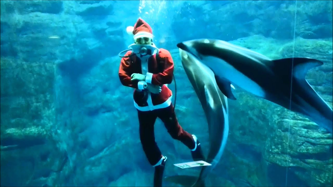 Santa Swimming with the Dolphins - YouTube