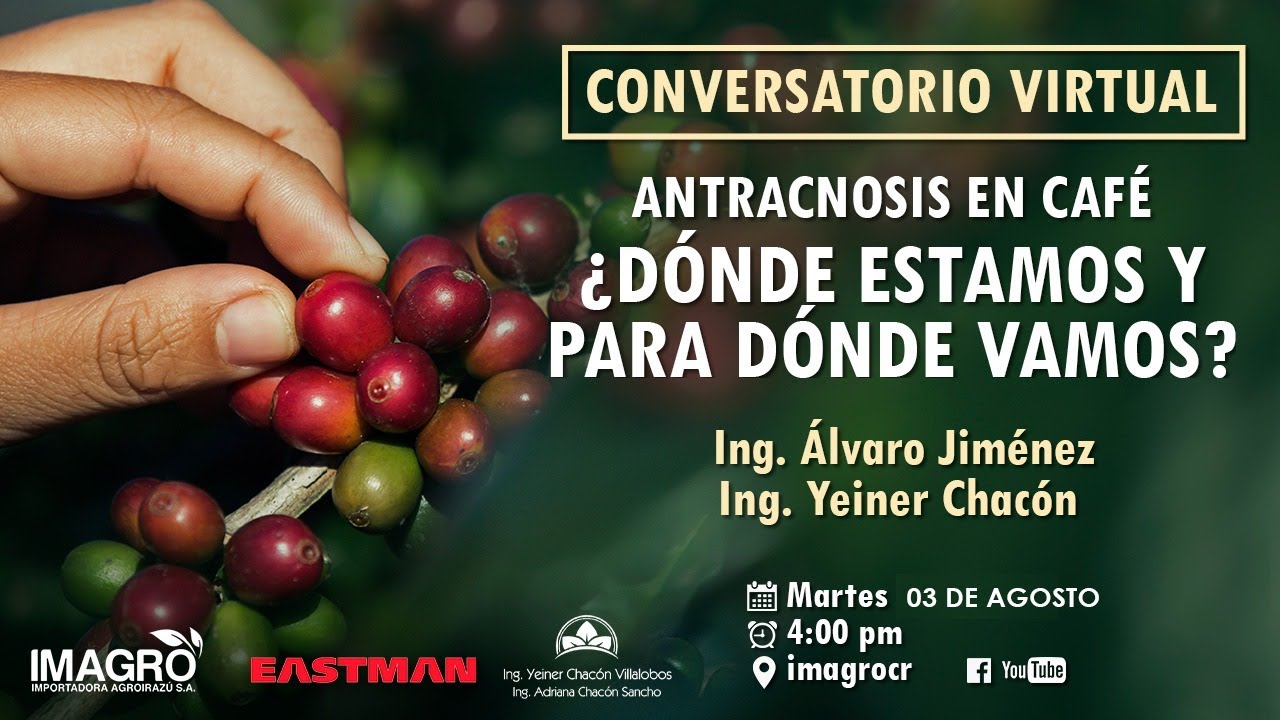Antracnosis en Café - ¿Dónde estamos y para dónde vamos? - YouTube