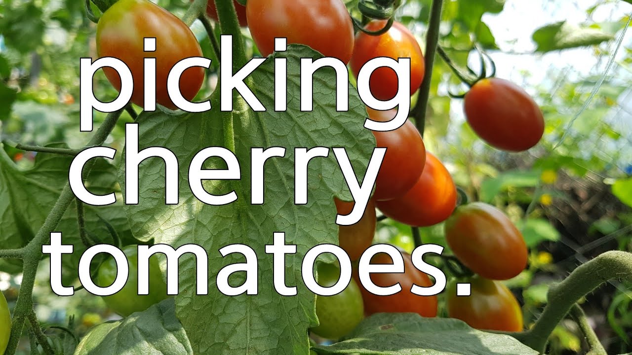 weekend farm.#주말 농장 - YouTube