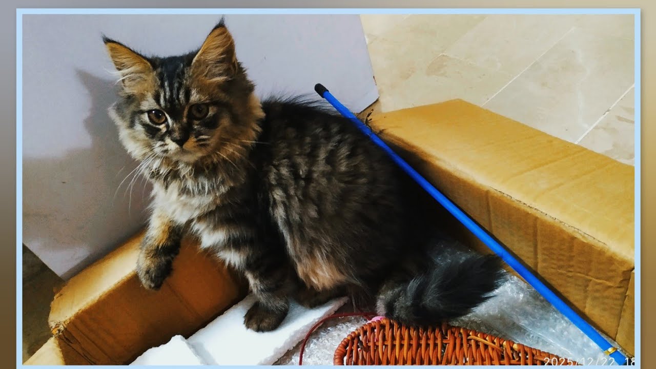 0.5 * Chubby Boy Oreo is playing 😍 - YouTube