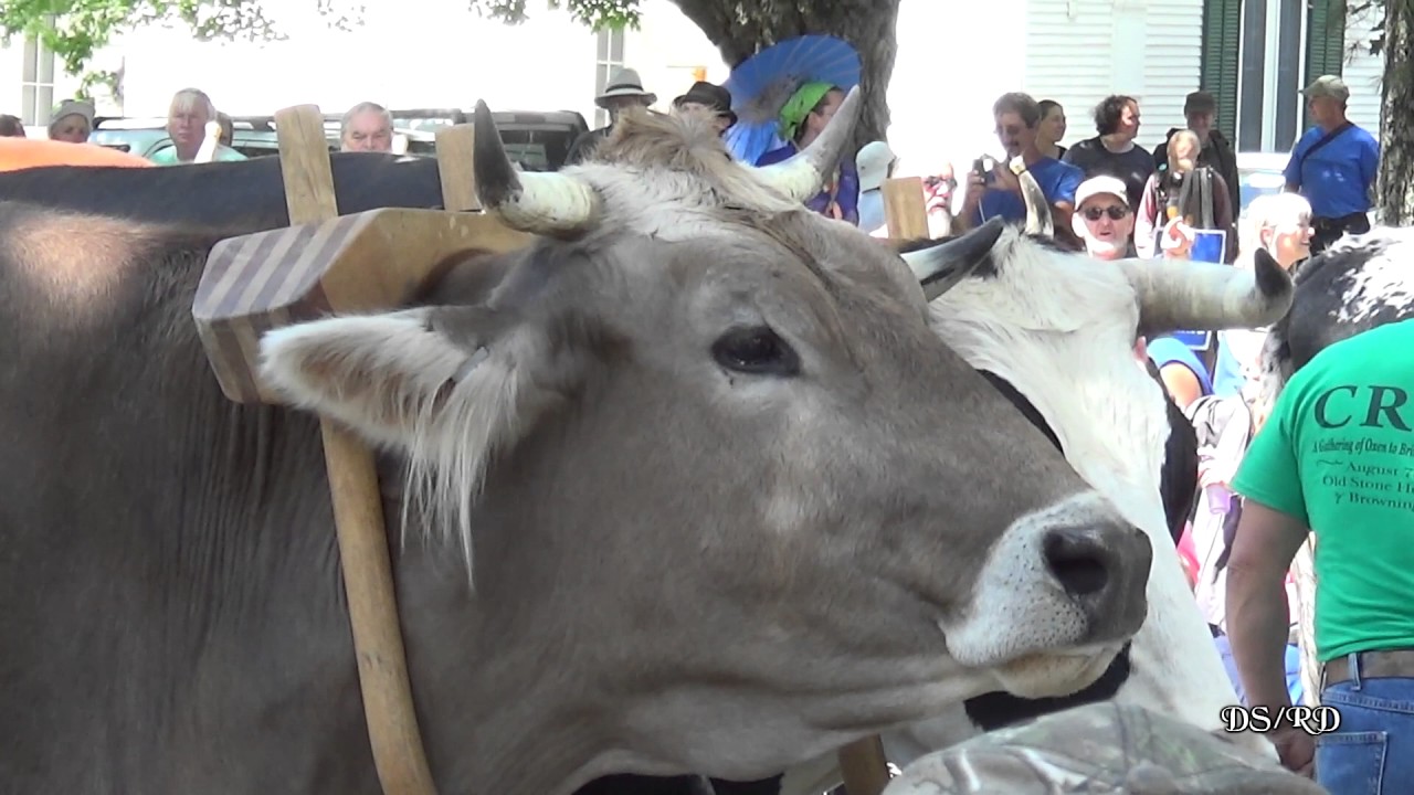 Oxen pull 2 - YouTube