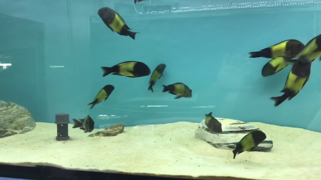 İKOLA KAİSER & CALVUS GOLD HEAD - YouTube