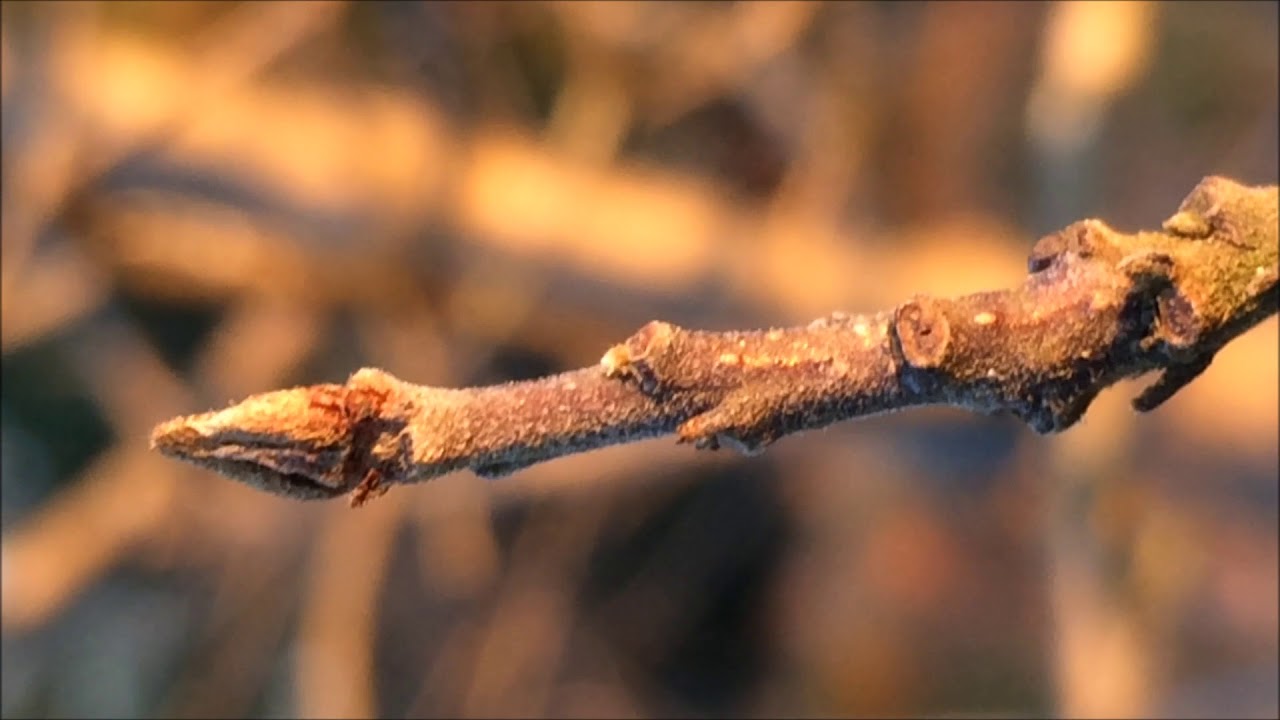 Alder Buckthorn (Frangula alnus) - buds - January 2018 - YouTube