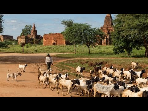 Min Nan Thu Village Bagan မင်းနန်းသူရွာ ပုဂံ - YouTube