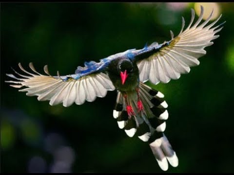 DÜNYANIN EN GÜZEL KUŞLARI seri(1.)