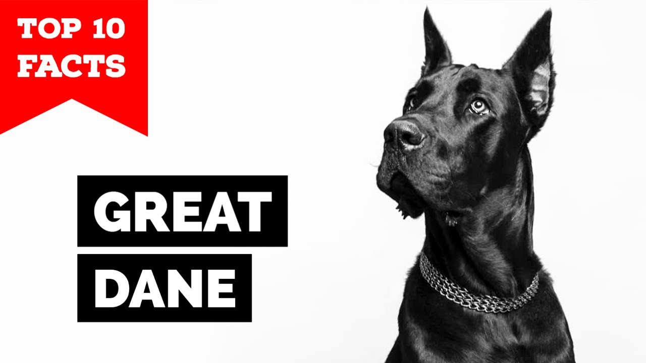 Great Dane - Top 10 Facts - YouTube