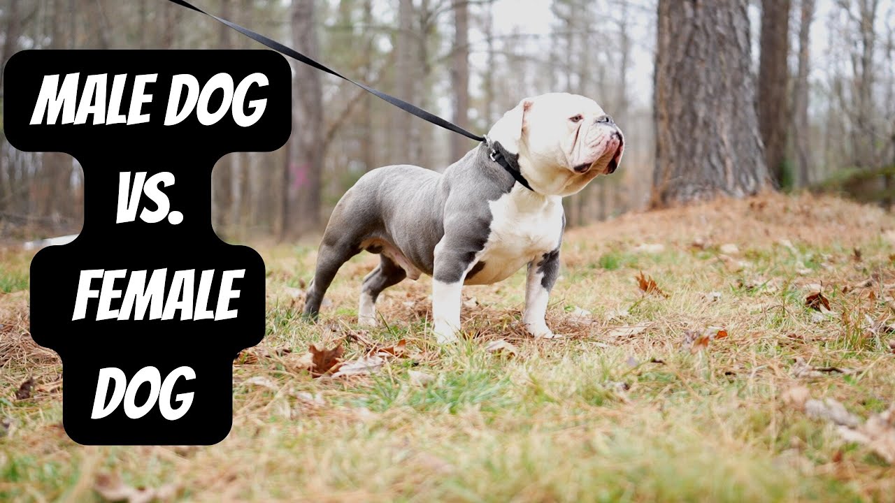 Male dog versus female dog?!!!!! - YouTube