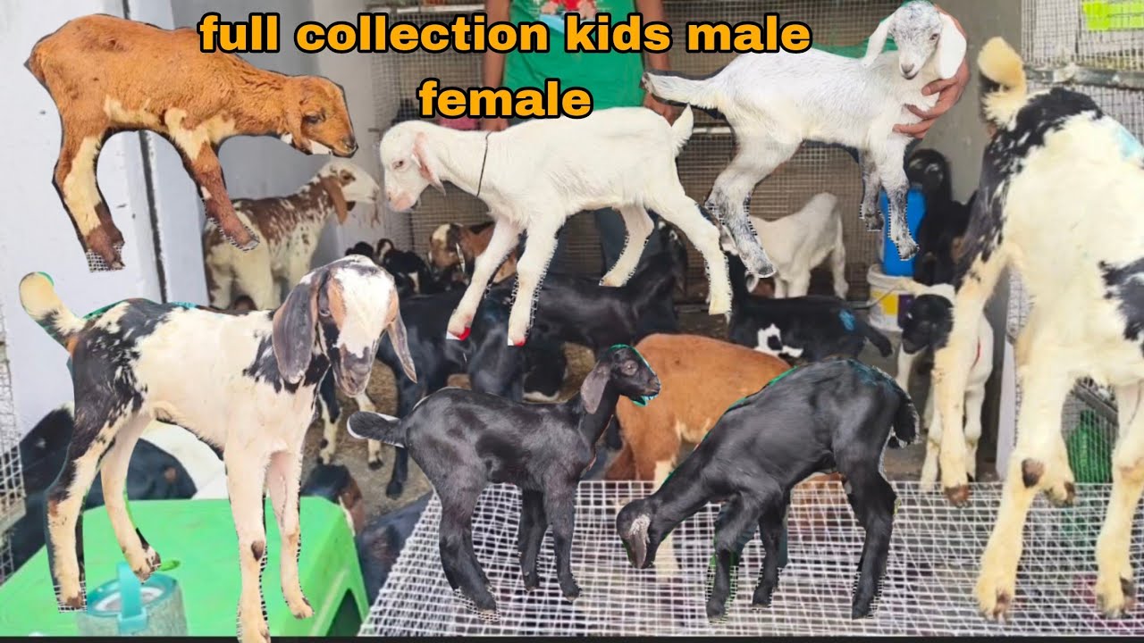 Full collection kids male female dasi female available in Hyderabad ...